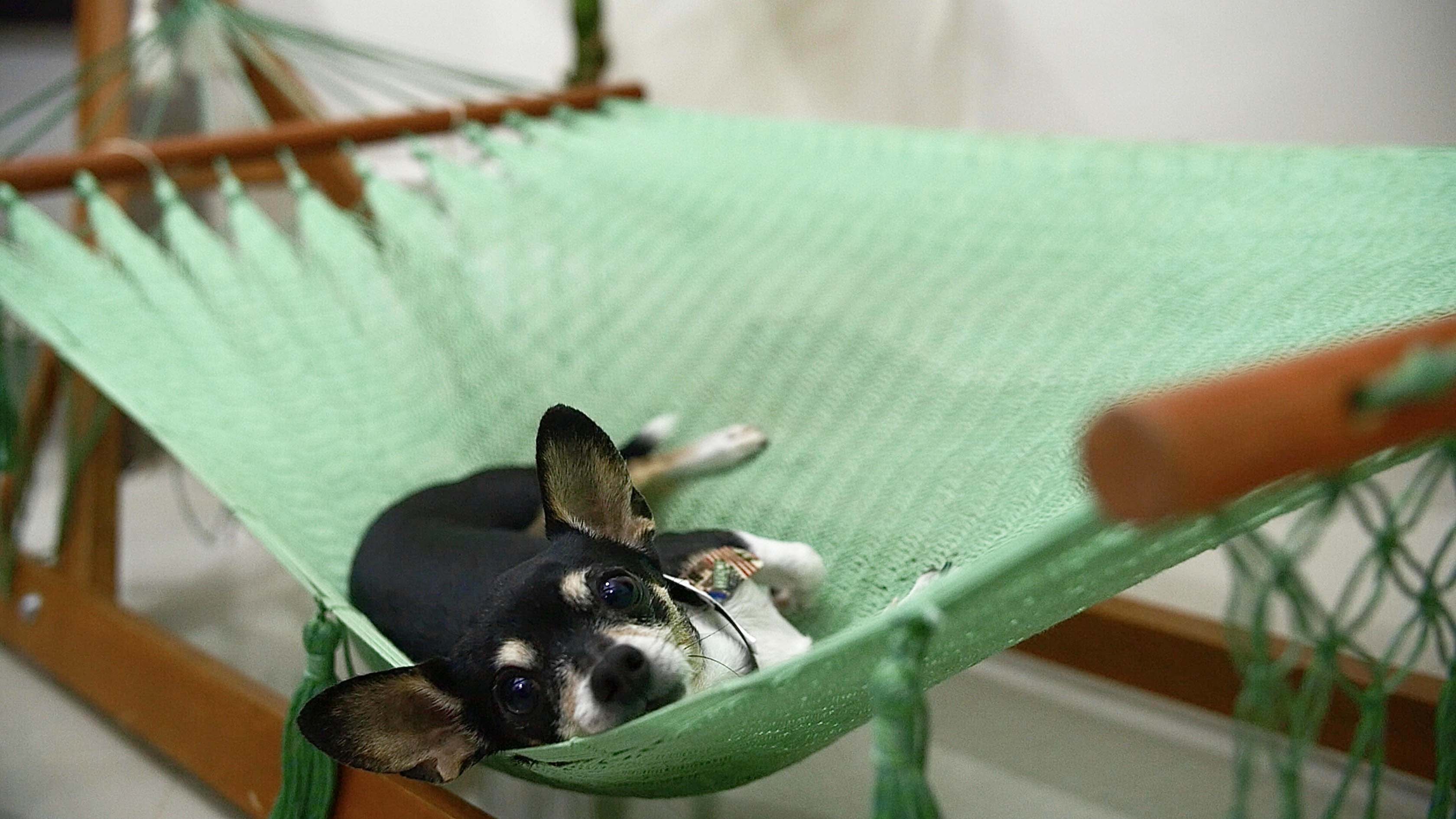 Mascotas – Oasis MayaHamacas